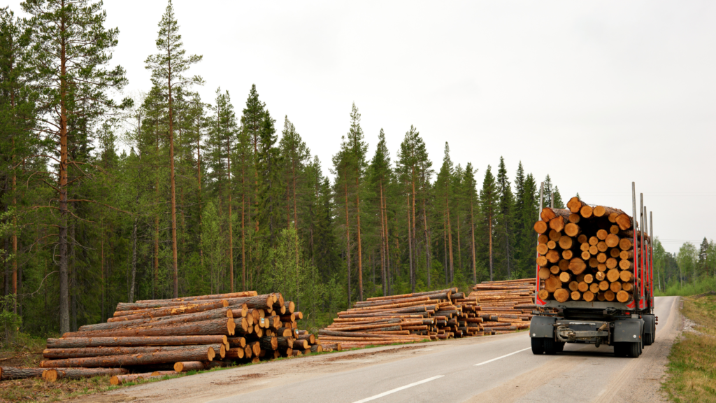 Timber in Construction Roadmap discussed